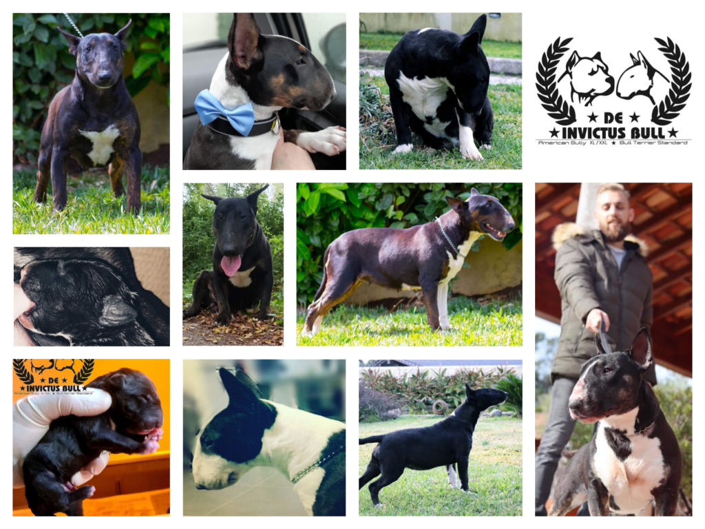 Bull Terriers by Invictus Bull - American Bull and Terrier Kennel Club